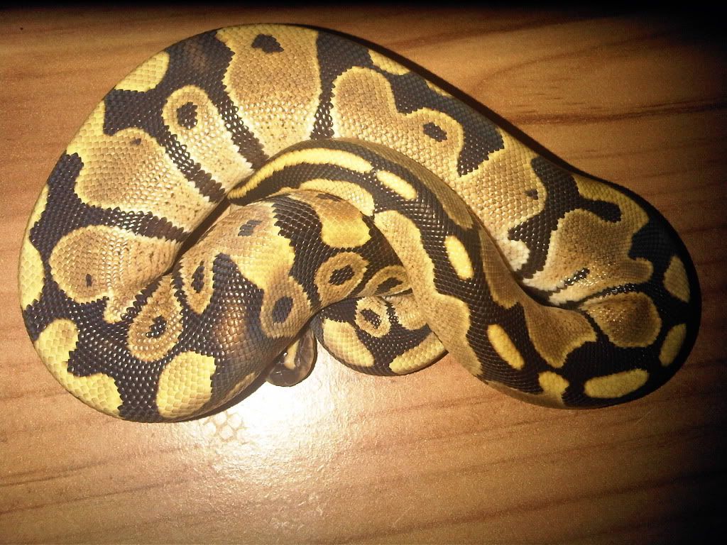 E Midlands - 2010 Female Fire Royal Python | Reptile Forums